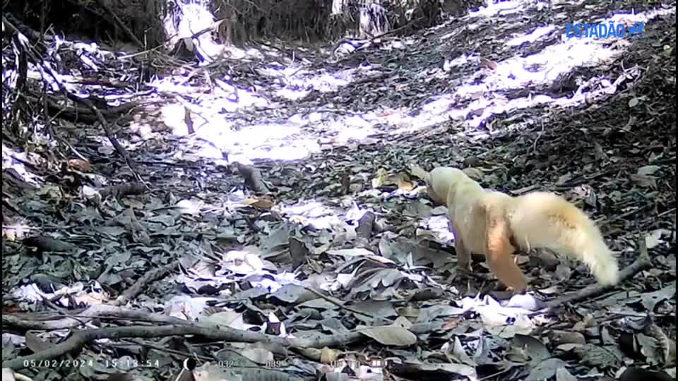 Cientistas da Amazônia registram animal de pelagem rara com armadilha ...