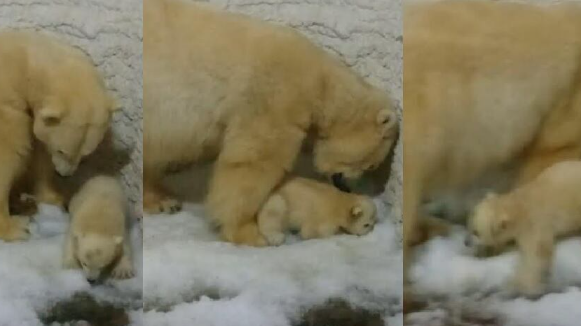 Nur, a primeira ursa polar a nascer na América Latina, vê neve pela ...