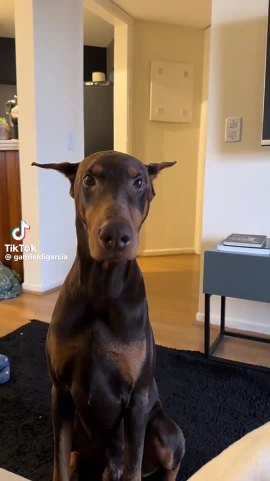 Conheça Nero, o doberman que viralizou no TikTok: ‘Meu parceiro de vida ...